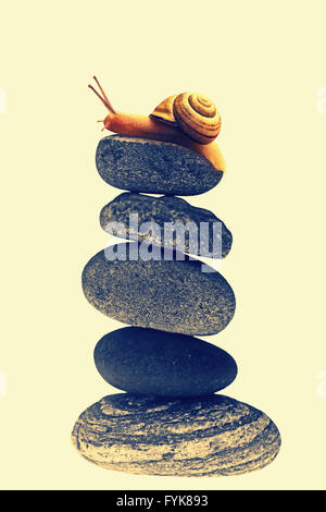 Snail shell on pebbles Stock Photo - Alamy