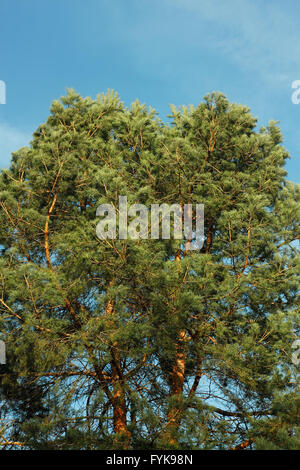 Large tree with spreading green crown in open air in valley under ...