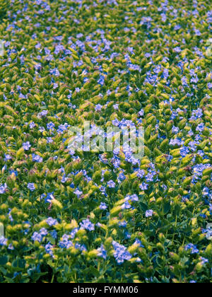 Karvy, Strobilanthes callosus, Plateau of flowers, Kaas, Satara ...
