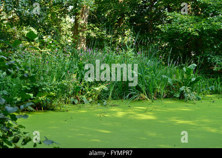 cut-off meander, river Main, Bavaria, Germany Stock Photo - Alamy