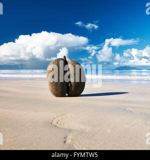 Sea's coconuts (coco de mer) on beach at Seychelles Stock Photo - Alamy