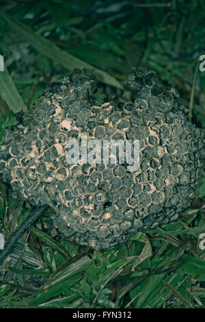 Comb of Apis Florea, Honeybee, India Stock Photo - Alamy