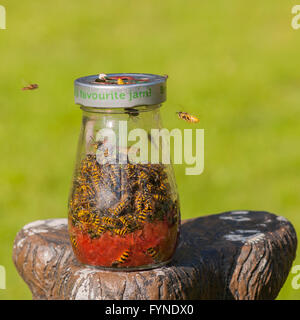 Jam jar wasp trap Stock Photo - Alamy