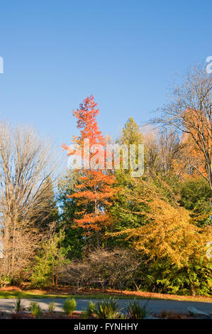 WA, Seattle, Washington Park Arboretum, Cherry tree blossoming in the ...