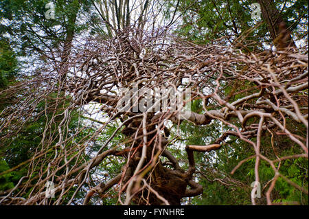 Tree with zigzag branches Stock Photo - Alamy