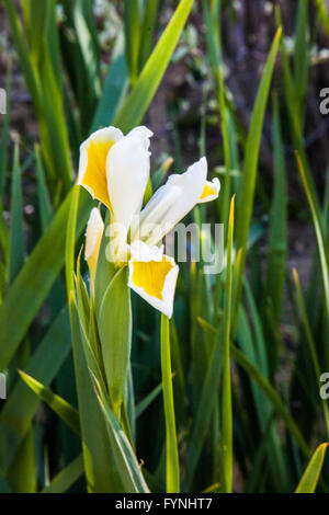 Turkish iris (Iris orientalis) is a perennial plant native to eastern ...