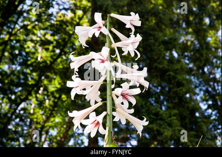 Lilies in Washington Park Arboretum, Seattle WA Stock Photo - Alamy