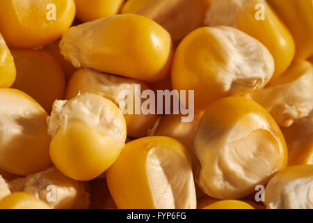 dried kernels of dent corn grown by Native American farmers in the ...