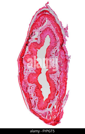 Light micrograph of a section through stratified columnar epithelium ...