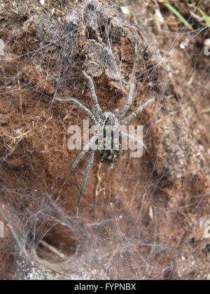 Spider in its web Maharashtra India Stock Photo - Alamy