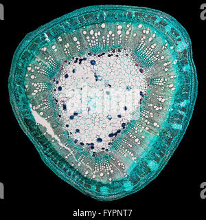 Stem of cotton cross section. Light microscope slide with microsection ...