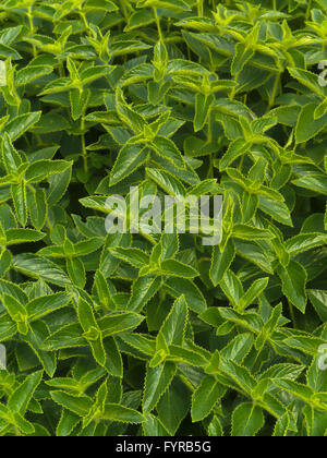 Karvy, Strobilanthes callosus, Plateau of flowers, Kaas, Satara ...