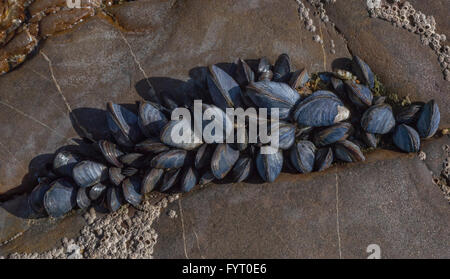 Sea muscles on rocks Stock Photo - Alamy