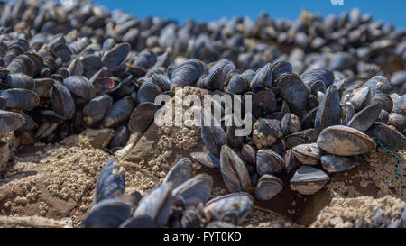 Sea muscles on rocks Stock Photo - Alamy