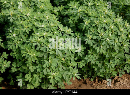 Fenugreek, Trigonella foenum-graecum, cultivated annual herb with ...