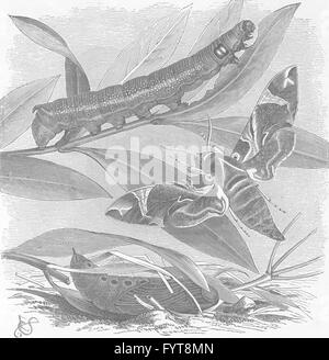 oleander hawk moth with larva and pupa Stock Photo - Alamy