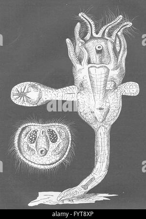 fixed moss animal Loxosoma lateral buds 200 stock swarm larva 100 ...