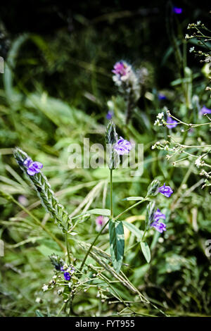 Flowering wild plant nicandra or apple of Peru Stock Photo - Alamy