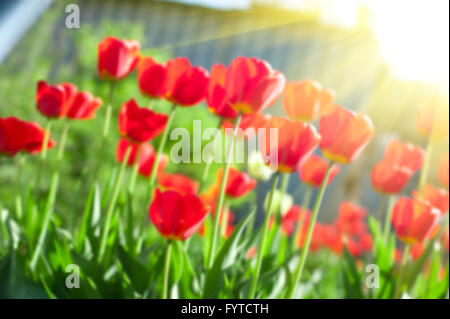 Blurred background of red colored tulips Stock Photo - Alamy