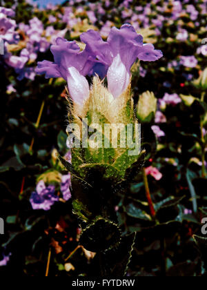 Karvy, Strobilanthes callosus, Plateau of flowers, Kaas, Satara ...