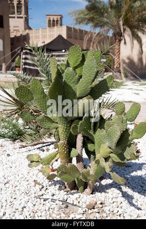 Cacti in the Sikka area, the oldest area, of Dubai UAE Stock Photo - Alamy