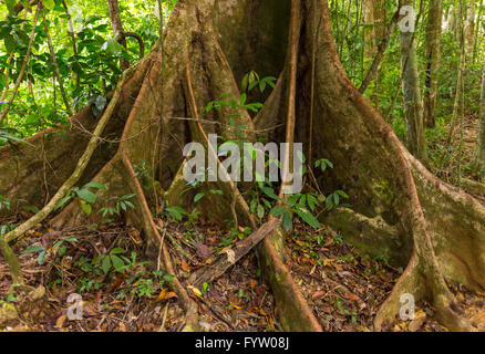 OSA PENINSULA, COSTA RICA - Royal mahogany tree in primary rain forest ...