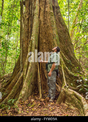 OSA PENINSULA, COSTA RICA - Blood wood tree, sangrillo colorado, cut ...
