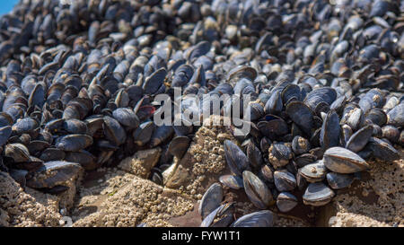 Sea muscles on rocks Stock Photo - Alamy