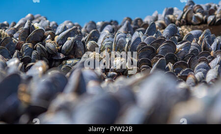 Sea muscles on rocks Stock Photo - Alamy