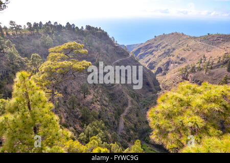 Bottom view of a tree trunk to green leaves of a big tree. The fresh ...