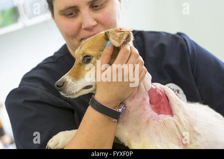 Dog at the vet in the surgery preparation room Stock Photo - Alamy