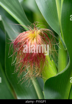 Corn hair - corn beard - style on a corn cob Stock Photo - Alamy