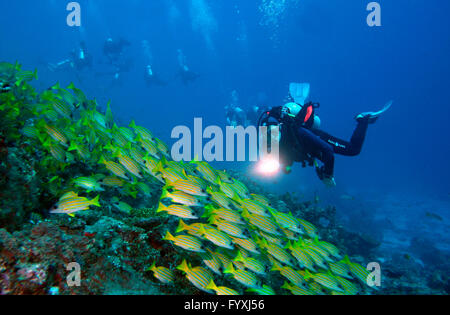 Diver and Common Bluestripe Snapper (Lutjanus kasmira), Maldives Stock ...