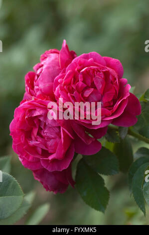 Rose Ruby Ruby Stock Photo - Alamy