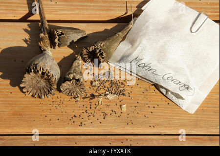 Papaver orientale, Oriental poppy seed heads, Brown subject, Brown ...