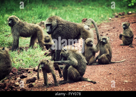 Group of Baboon monkeys in African bush. Lake Manyara National Park in ...