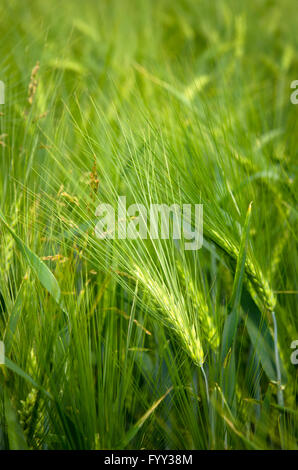 Green spring young wheat with root and soil isolated on white ...