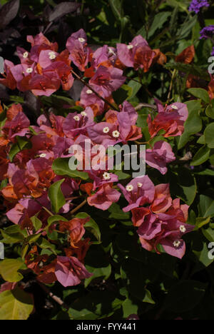 Bougainvillea flowers pink paper flower in colorful color Stock Photo ...