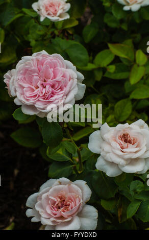 Pink shrub rose (Rosa) Cinderella blooms in a garden in June Stock ...