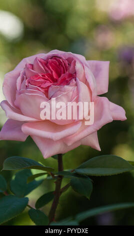 A single flowers of Rose of Provence (Rosa gallica), also known as ...