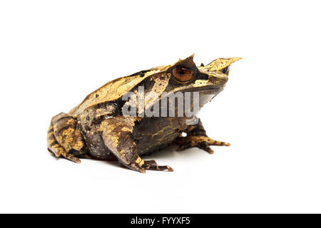 Asian Horned Frog (Megophrys nasuta) female, Gunung Penrissen, Sarawak ...