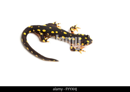 Yellow-spotted newt, Neurergus crocatus, Iran (captive Stock Photo - Alamy