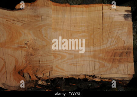 Firewood, beech wood (Fagus sylvatica), Allgaeu, Bavaria, Germany Stock ...