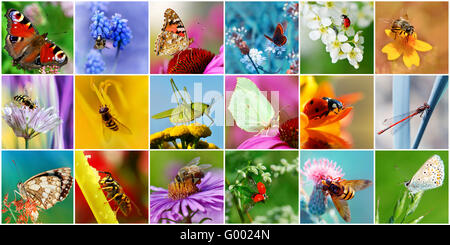 Collage - peacock Stock Photo - Alamy