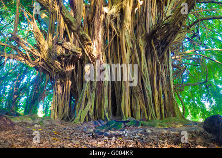Giant banyan tree in Hawaii Stock Photo - Alamy