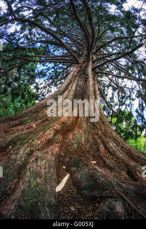 Giant Cedar, Atlas cedar, Cedrus atlantica, Isolated at Junction of ...