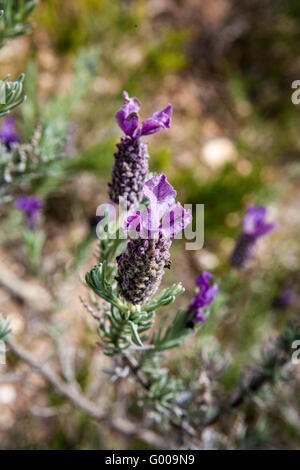 The evergreen shrub Lavandula stoechas. Spanish lavender or topped ...