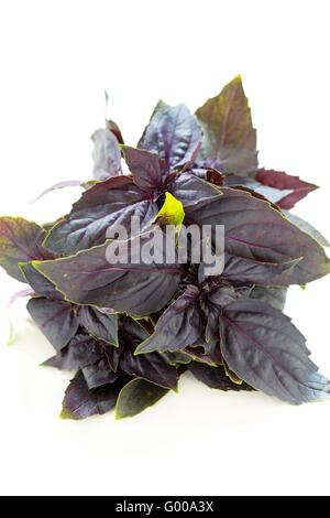 Bunch of purple basil Stock Photo - Alamy
