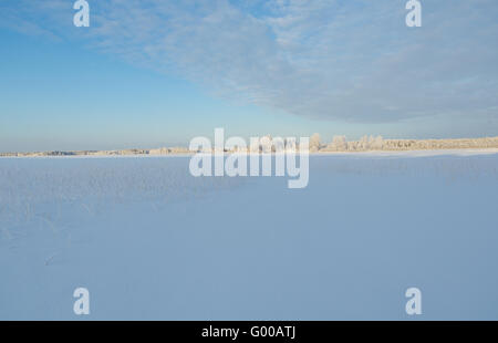 winter landscape deep snow flower plant bloom blossom flourish ...
