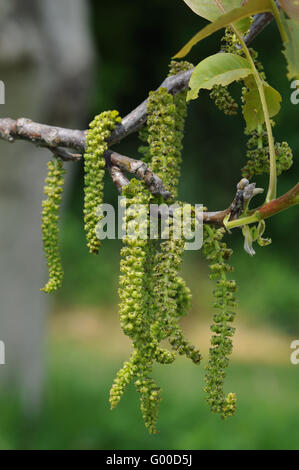 Walnut tree in blossom, male and female flowers on branches. Early ...